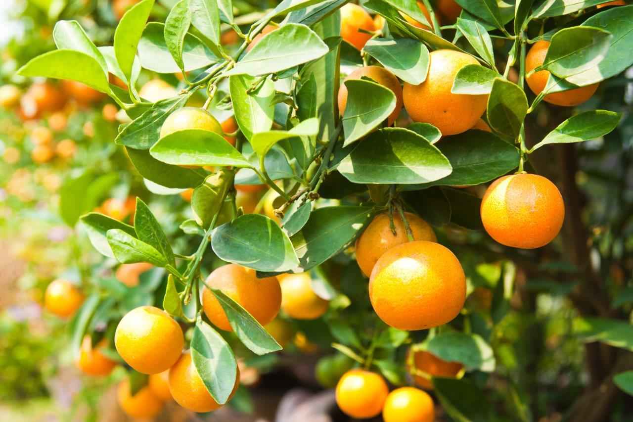 Citrus Aurantium - Welcome to Iran